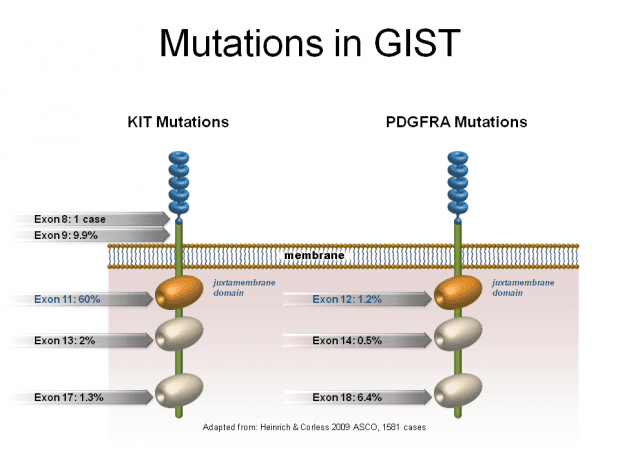 Gist Mutations Types Of Gist Cancer Gene Mutations And Testing The