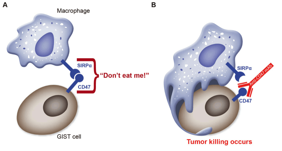 Immunotherapeutic Approaches to Cancer – The Life Raft Group
