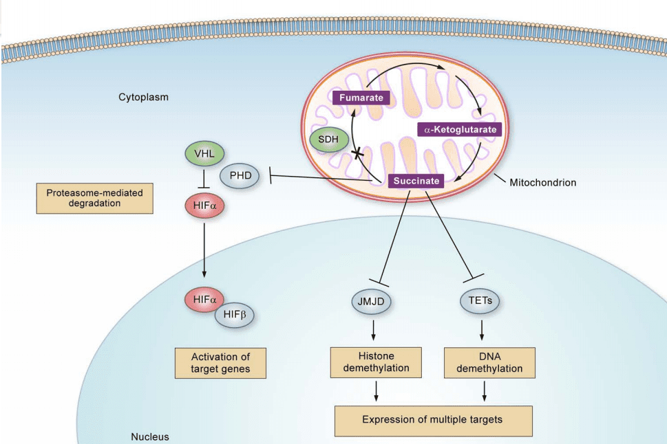 SDH-Deficient GIST-Related Presentations – The Life Raft Group