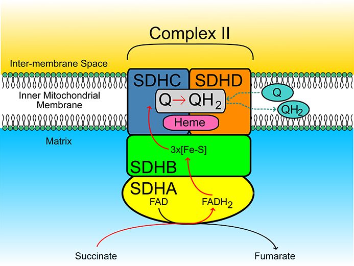 SDH-Deficient GIST – The Life Raft Group
