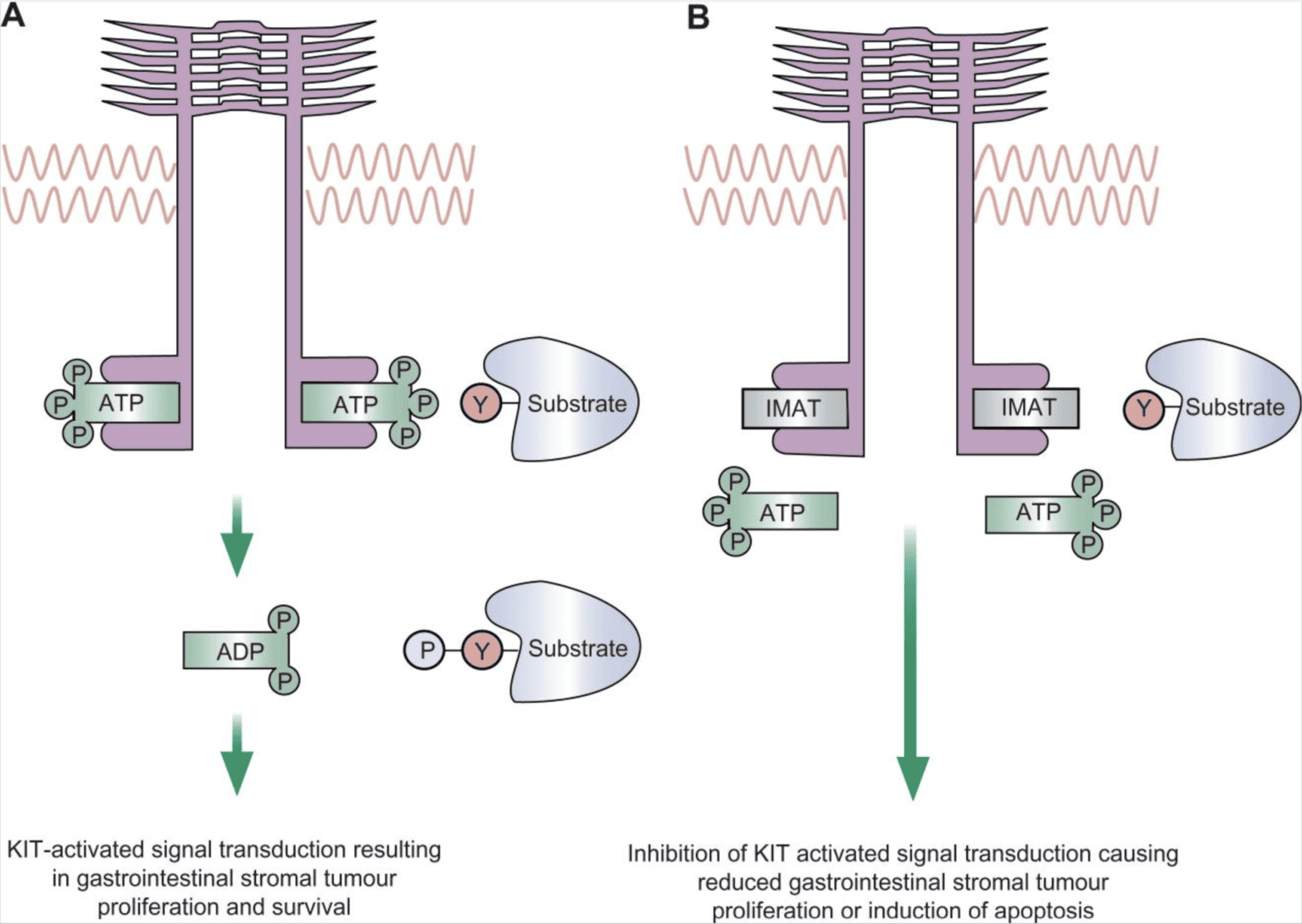 Clinical Trial Ripretinib
