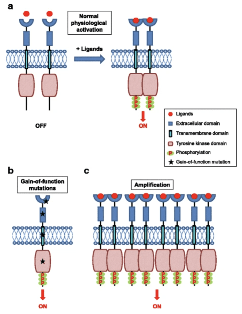 Clinical Trial Ripretinib